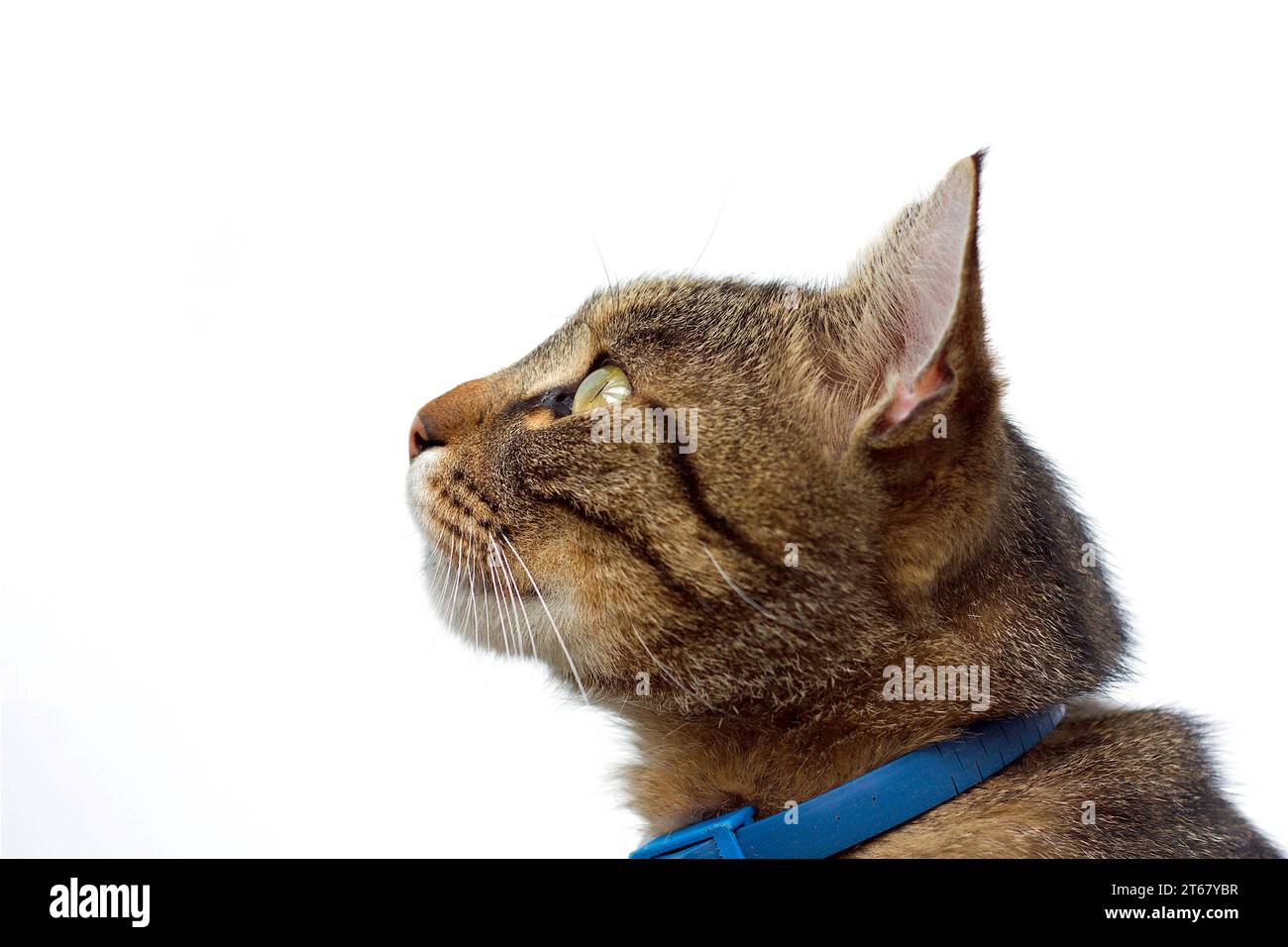Mr cat hi-res stock photography and images - Alamy