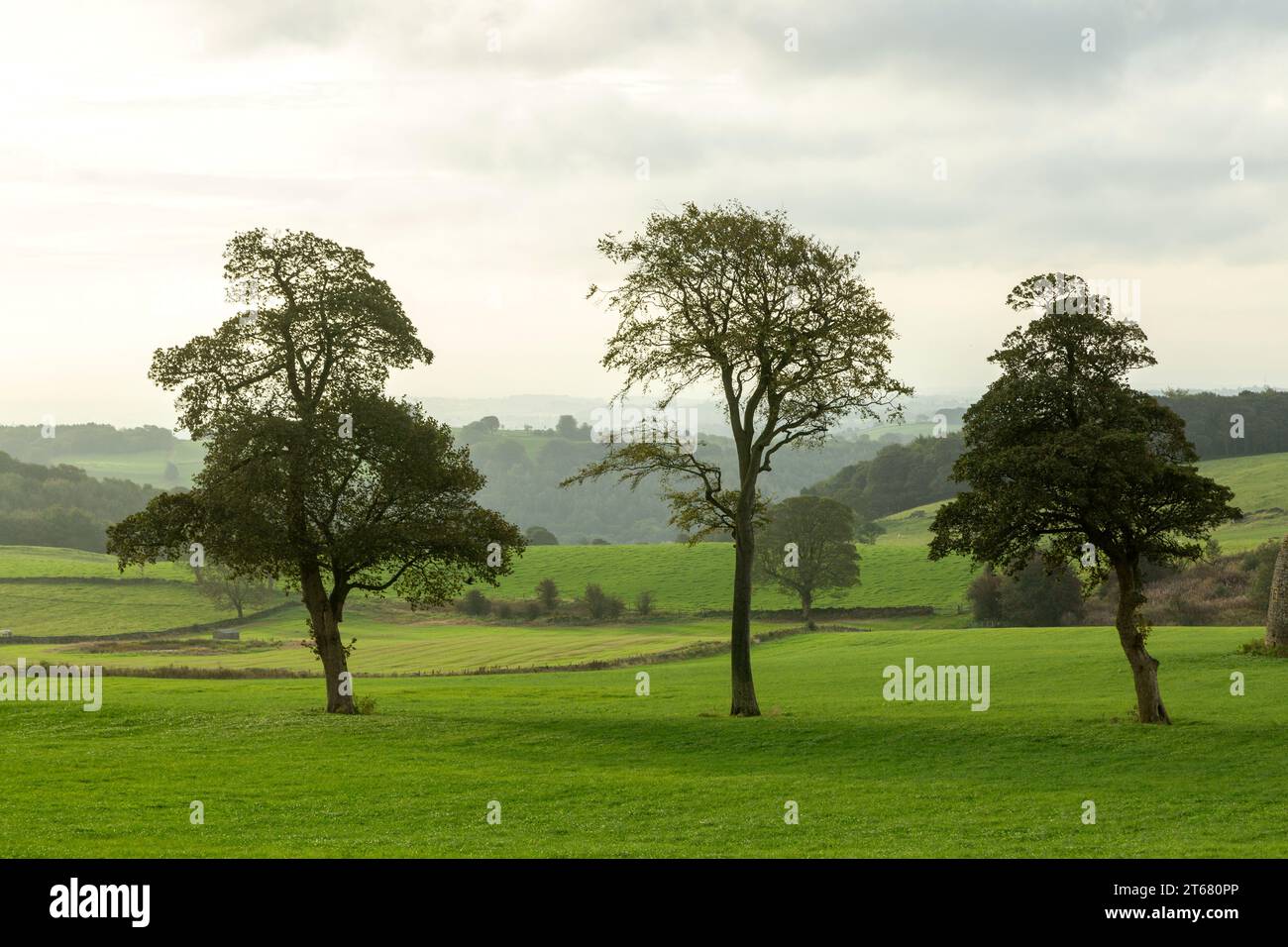 Three trees in a line seen from the High Peak Trail at Brassington ...