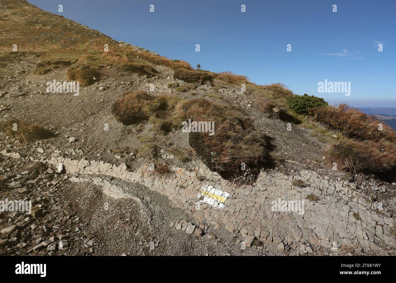 Walking trail background. Yellow and white forest path on brown tree ...