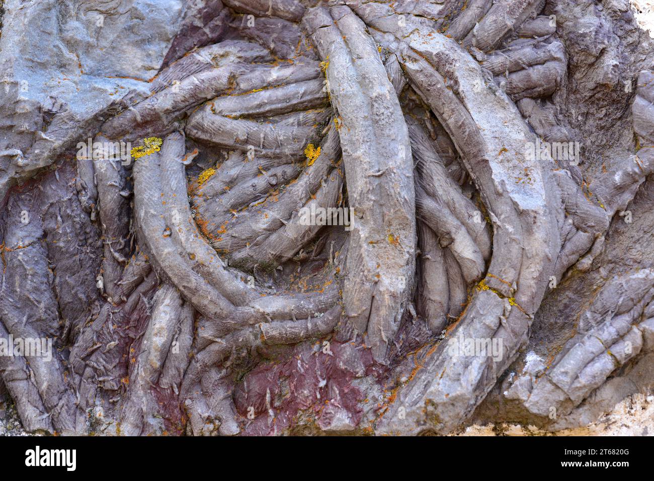Cruziana on the house wall of Monsagro (Salamanaca province). Cruziana ...