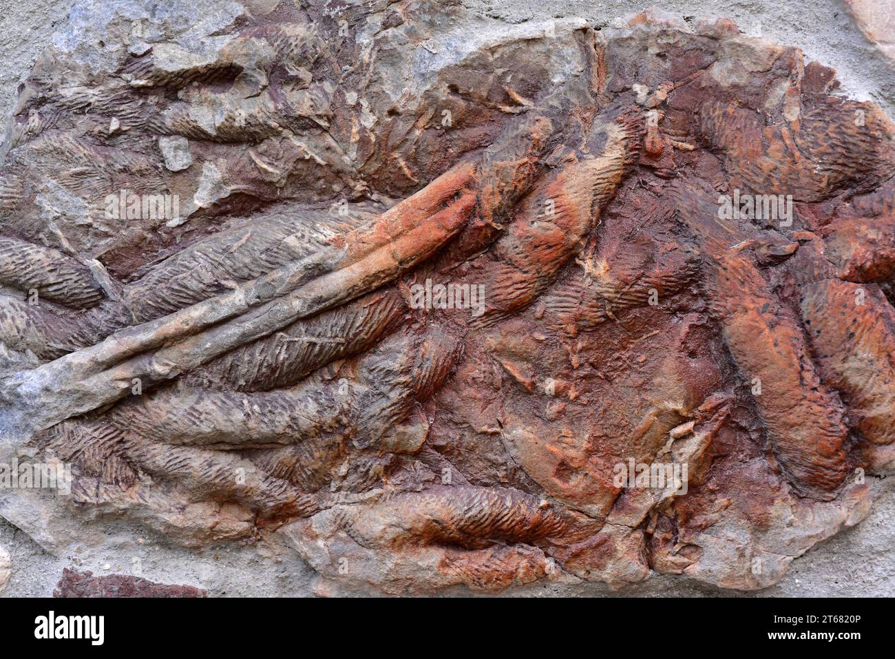 Cruziana on the house wall of Monsagro (Salamanaca province). Cruziana is a fossil trackways of ...