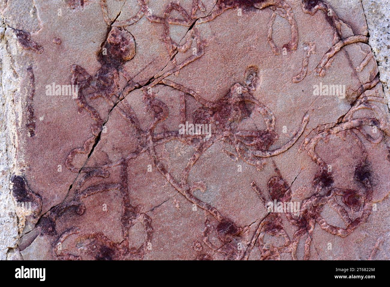 Trace fossil hi-res stock photography and images - Alamy