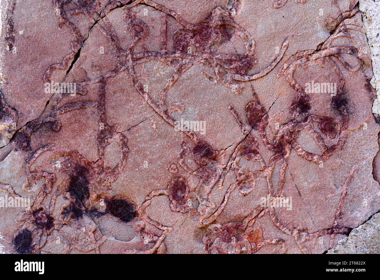Trace fossil hi-res stock photography and images - Alamy