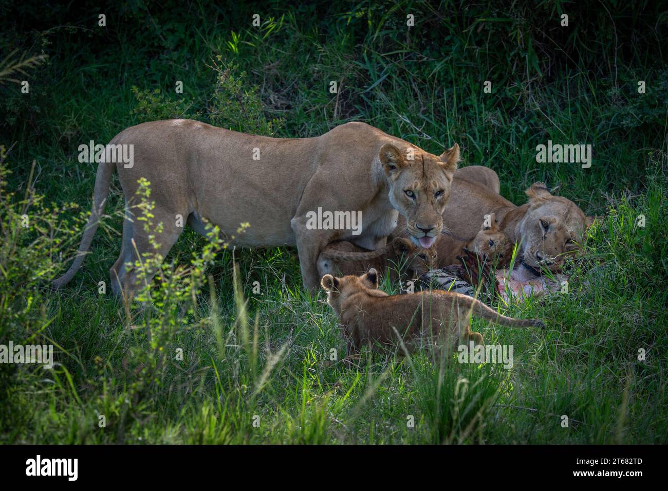 Pride of lions KENYA CAPTIVATING images show a lioness with six cubs ...