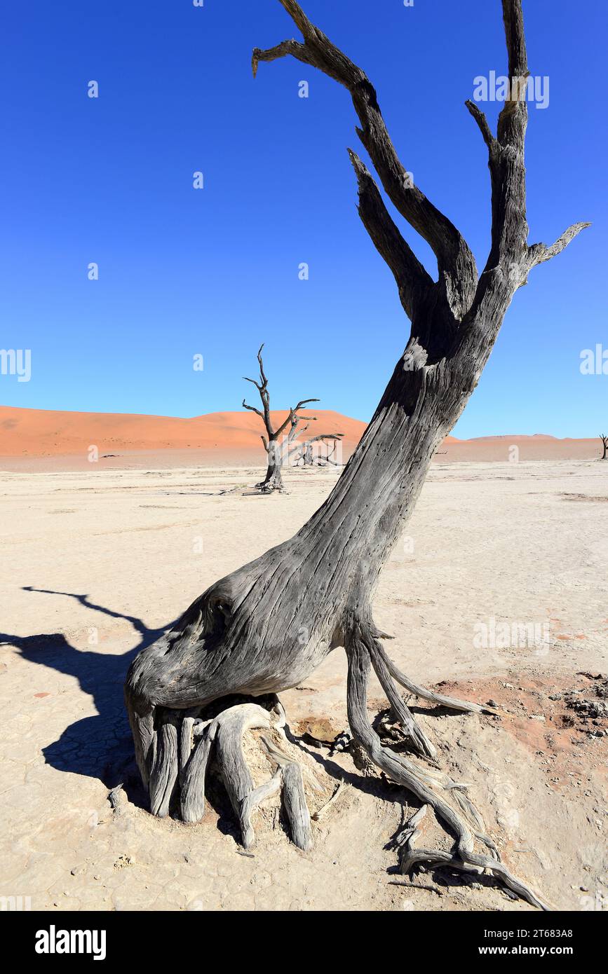 Namib Desert. Dunes and Deadvlei or Dead Vlei (white clay pan) with ...