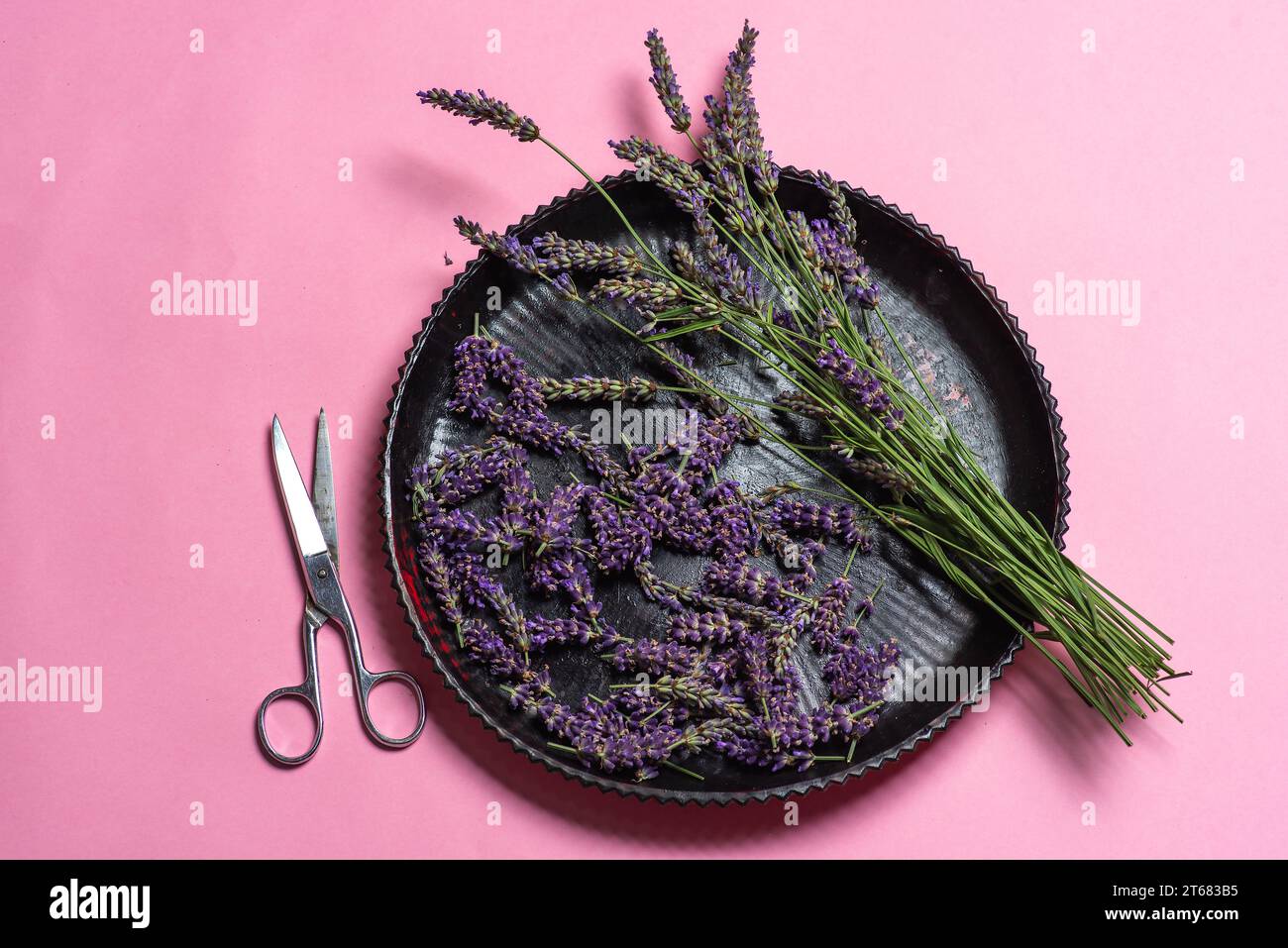 Lavender plant in a dark plate on a pastel pink background. There are ...