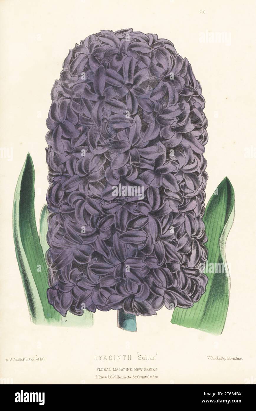 Hyacinth orientalis hybrid, Sultan. Sold by James Veitch and Sons ...