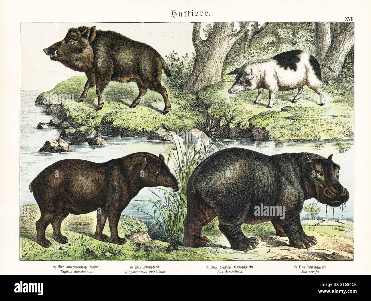 South American tapir, Tapirus terrestris a, hippo, Hippopotamus ...