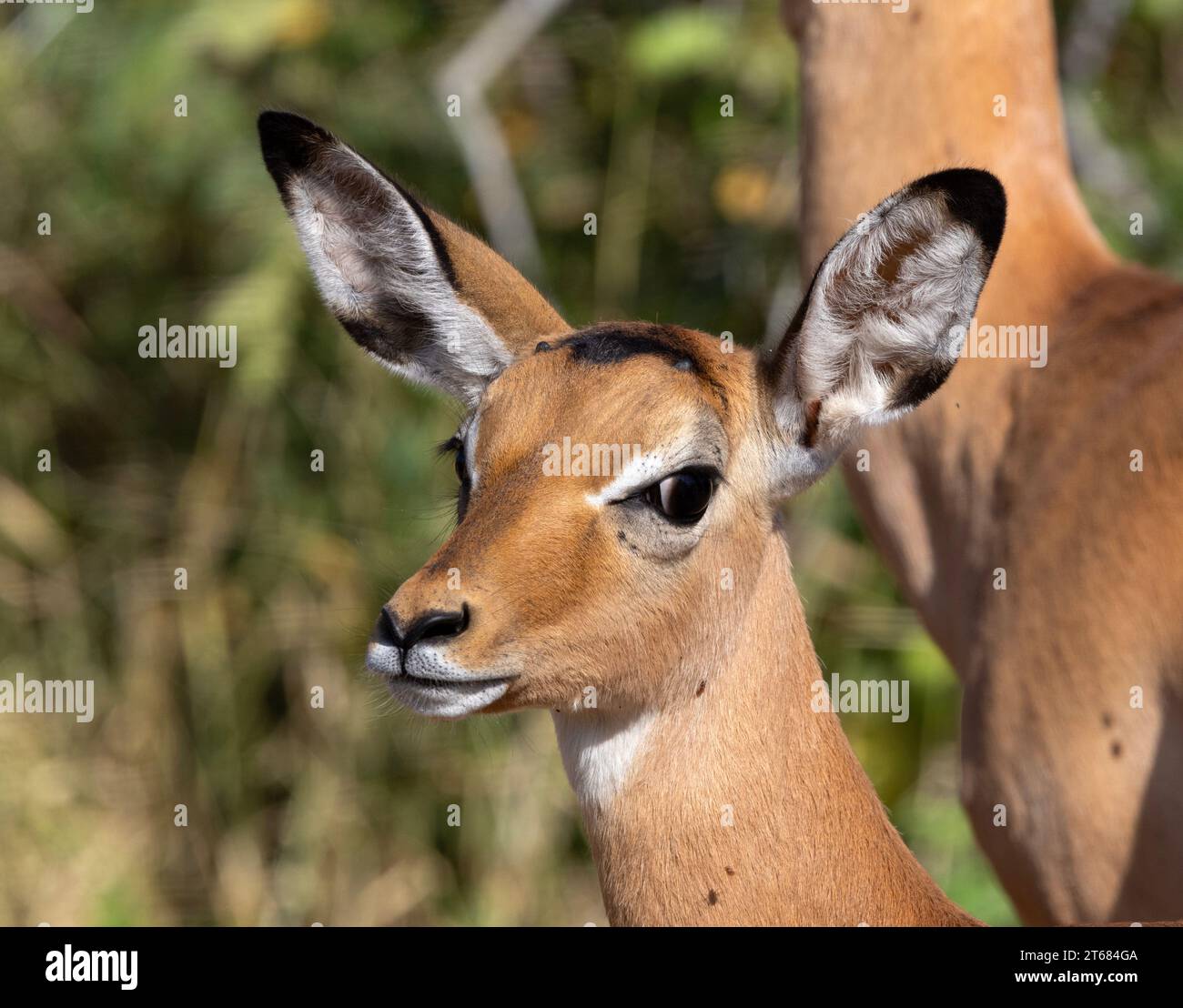 Harem species hi-res stock photography and images - Alamy