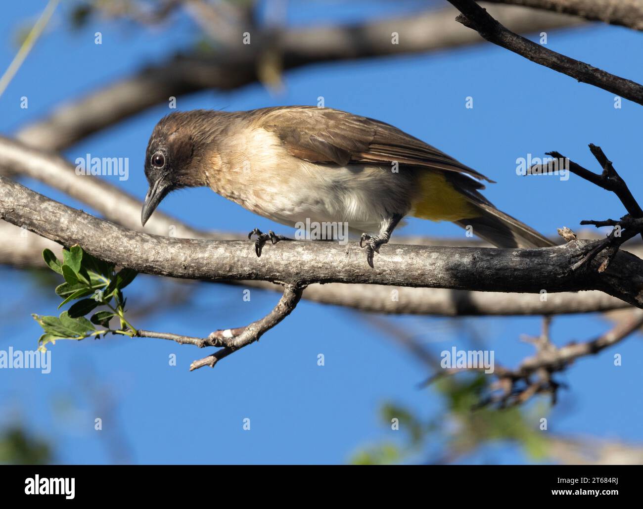 The Lanyard's Bulbul is a common and widespread bird of woodlands and ...