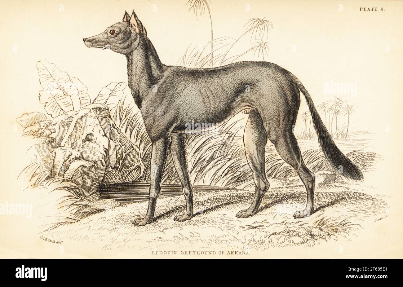 Arabian greyhound, Canis lupus familiaris. Bedouin greyhound of Aqaba ...