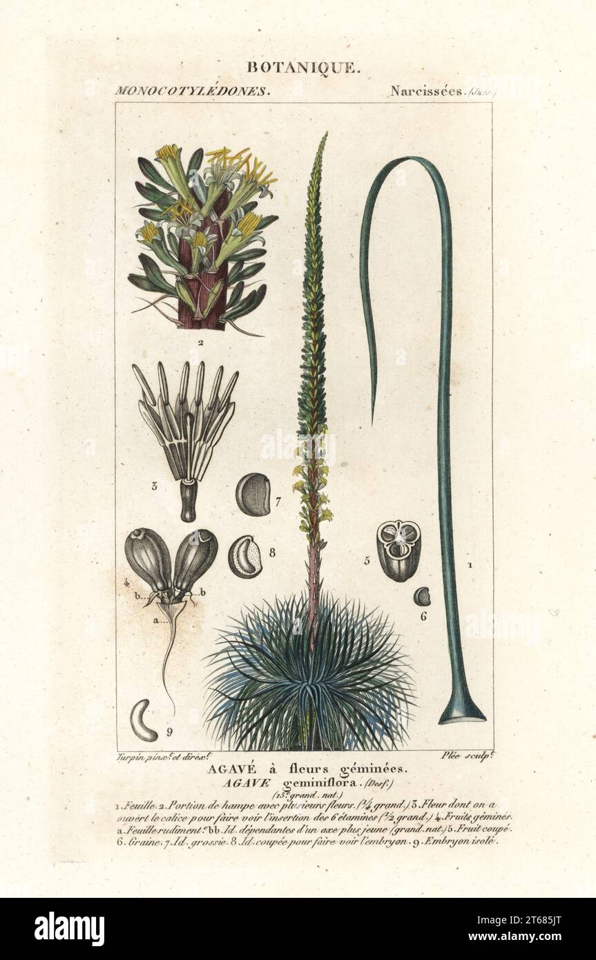 Twin flowered agave, Agave geminiflora. Handcoloured copperplate ...