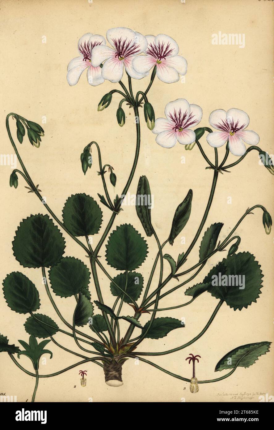 Pelargonium elegans, South Africa. Round-leaved geranium, Geranium ...