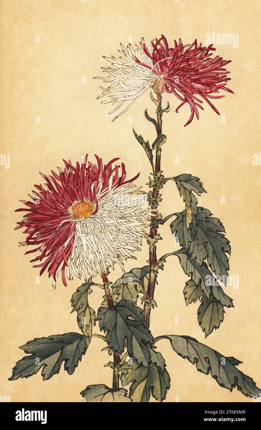 Hybrid purple and white quill chrysanthemum, Chrysanthemum indicum ...
