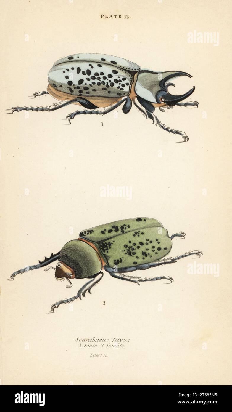 Eastern Hercules beetle, Dynastes tityus, male 1, female 2. Scarabaeus ...