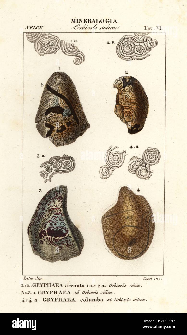 Gryphaea columba hi-res stock photography and images - Alamy