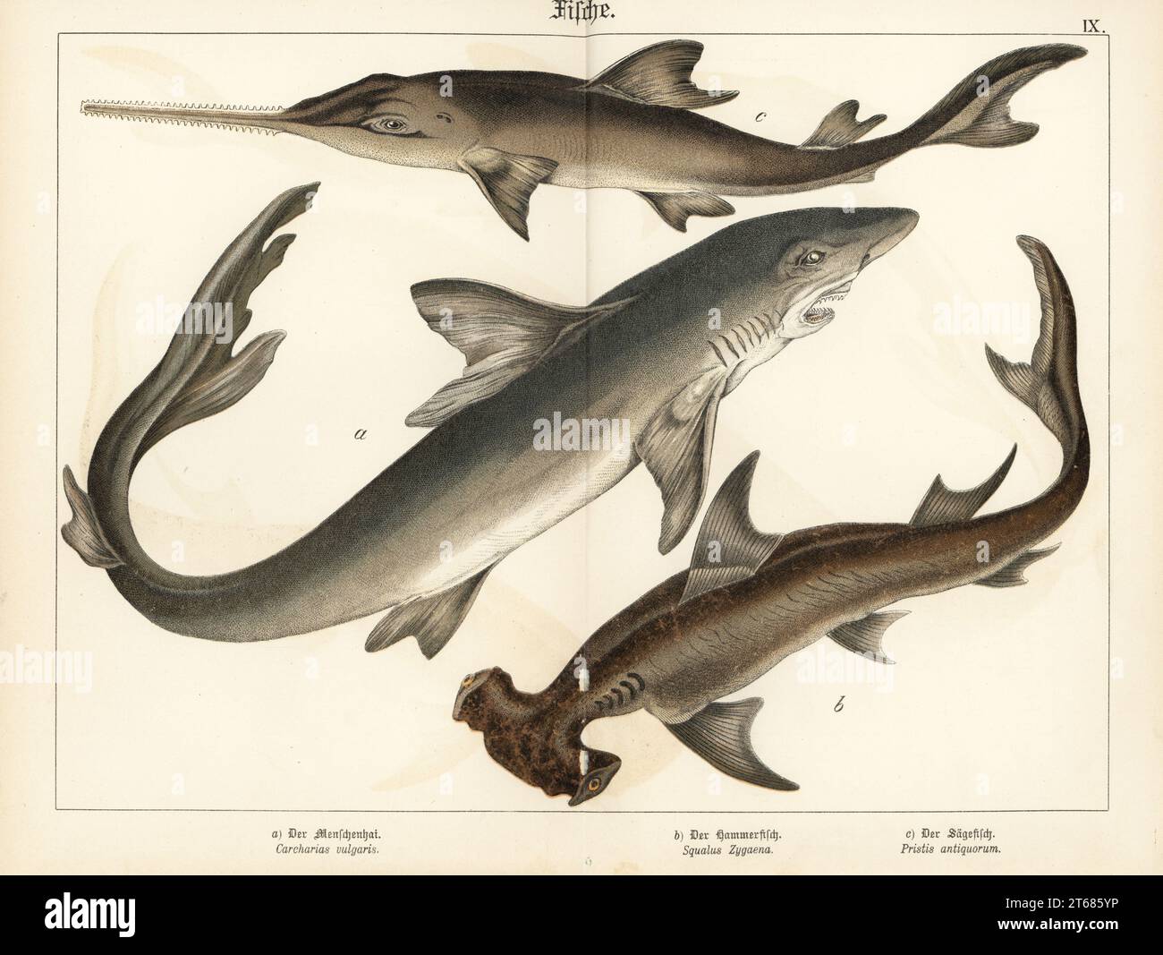 Great white shark, Carcharodon carcharias a, smooth hammerhead shark ...