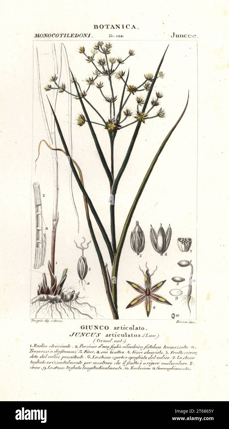 Jointed rush, Juncus articulatus. Guinco articolato. Handcoloured ...