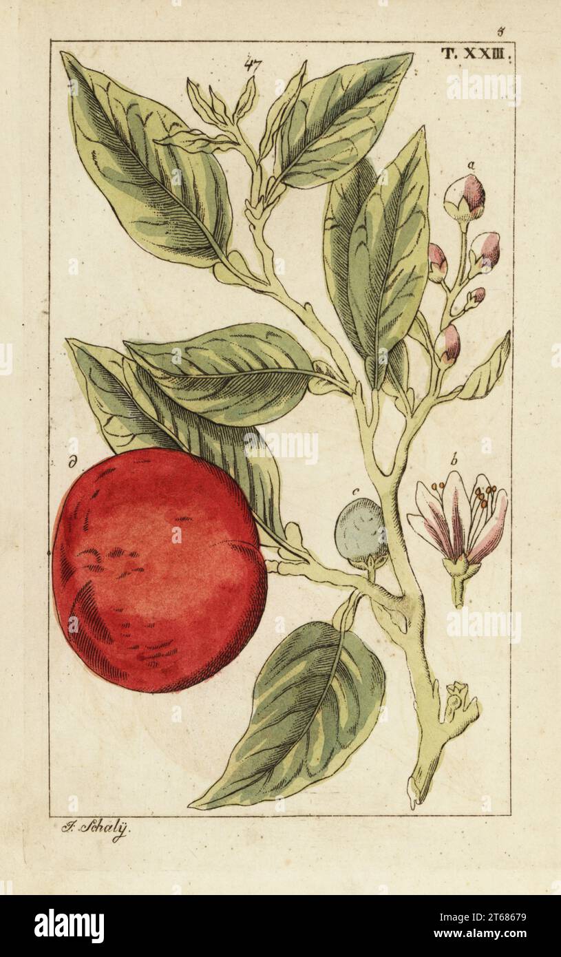 Bitter orange or Seville orange, Citrus x aurantium. Handcolored ...
