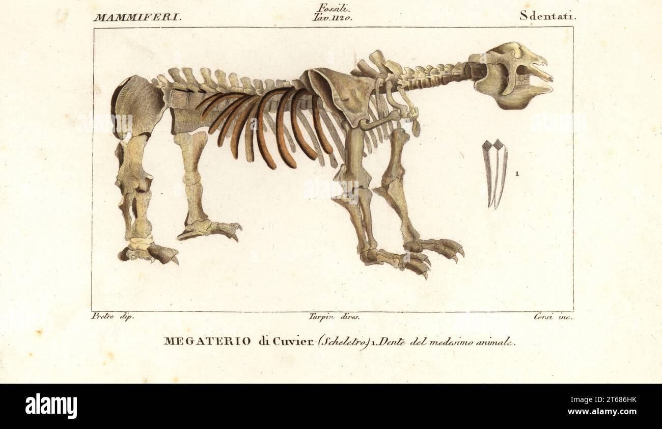 Fossil skeleton of the giant ground sloth, Megatherium americanum ...