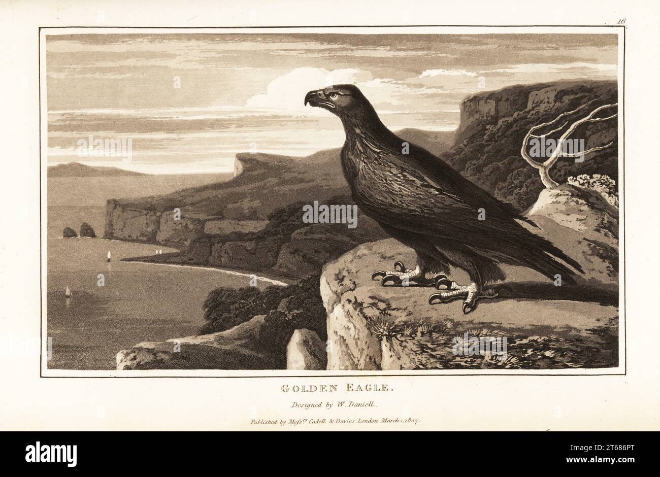 Golden eagle, Aquila chrysaetos, standing on the edge of a cliff. Drawn ...
