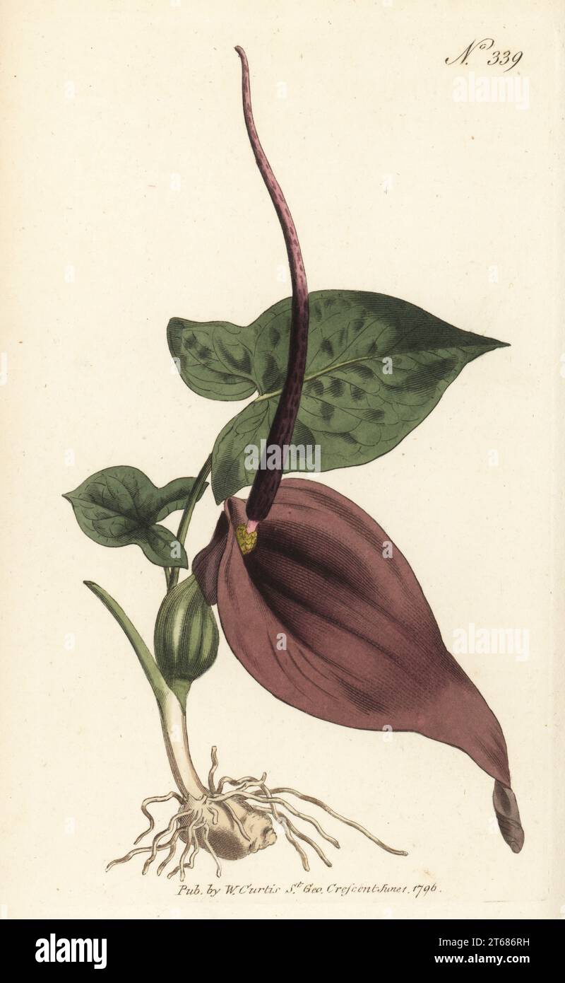 Typhonium trilobatum. Three-lobed arum, Arum trilobatum. Native to ...
