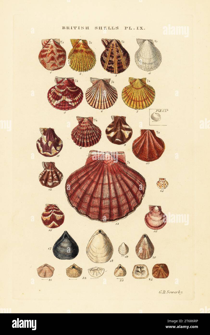 Scallops, Pecten maximus, Terebratula, Argiope, etc. Handcoloured ...