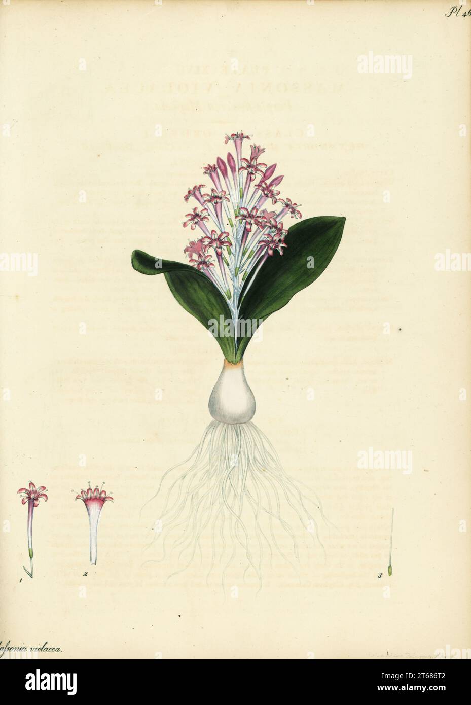 Lachenalia ensifolia. Purple-flowered massonia, Massonia violacea. Cape ...