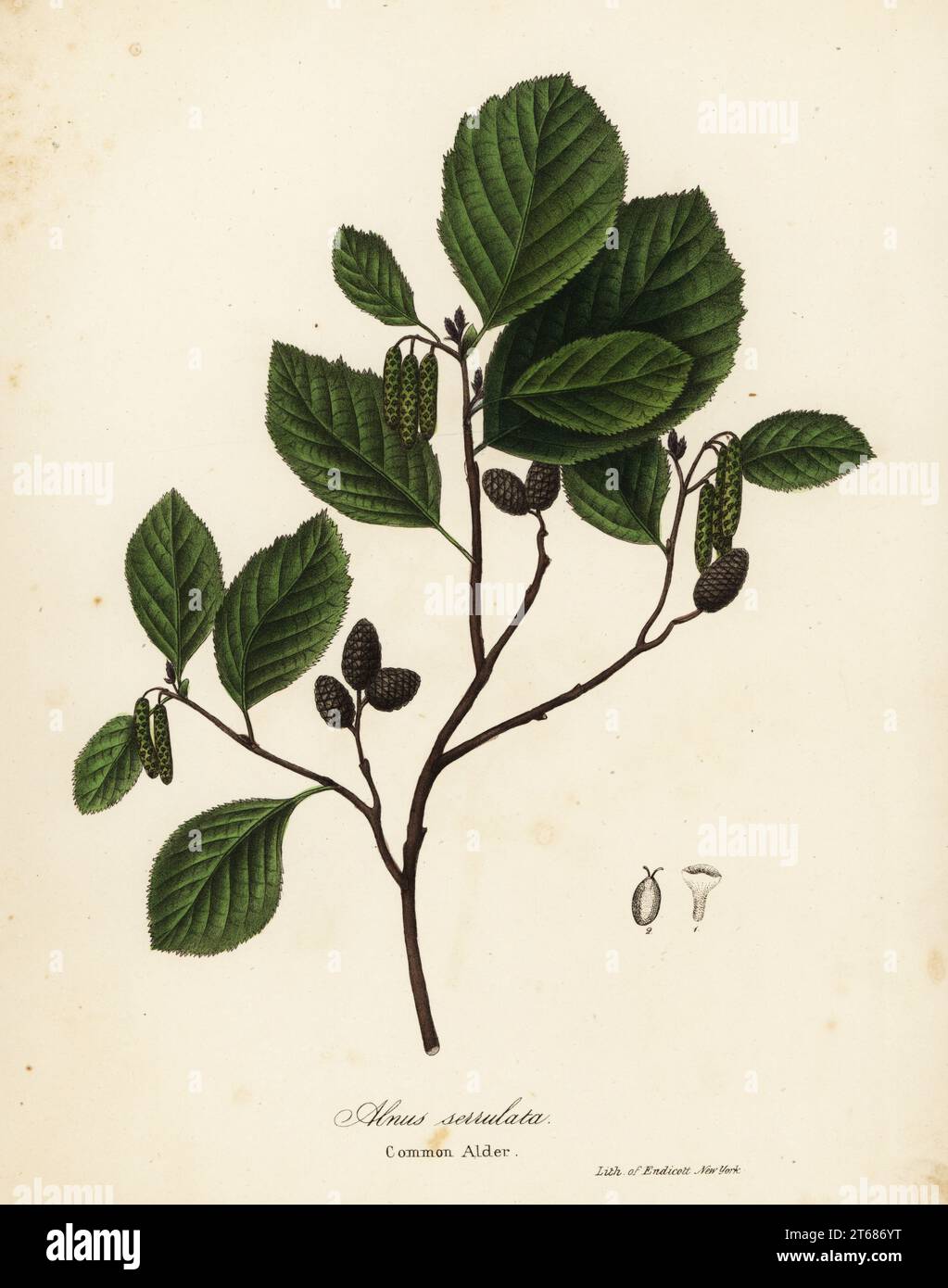 Common alder, hazel alder or smooth alder, Alnus serrulata ...