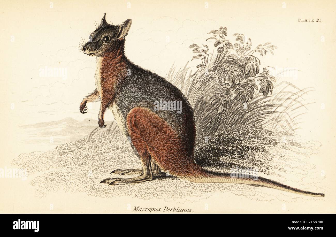 Tammar wallaby, Macropus eugenii or Notamacropus eugenii. Lord Derby's ...
