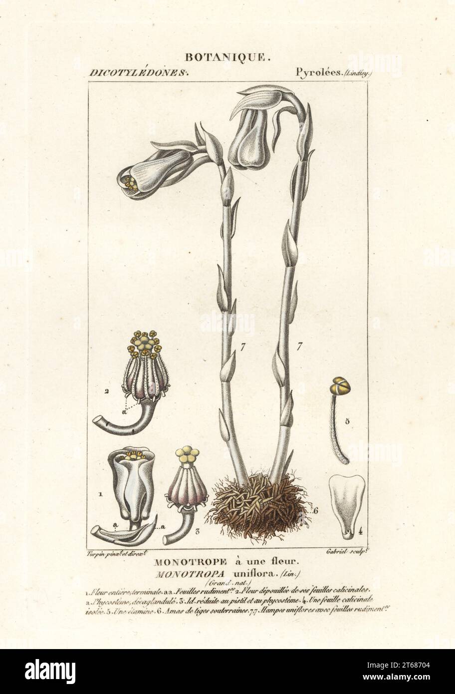 Ghost plant or Indian pipe, Monotropa uniflora. Monotrope a une fleur. Handcoloured copperplate ...