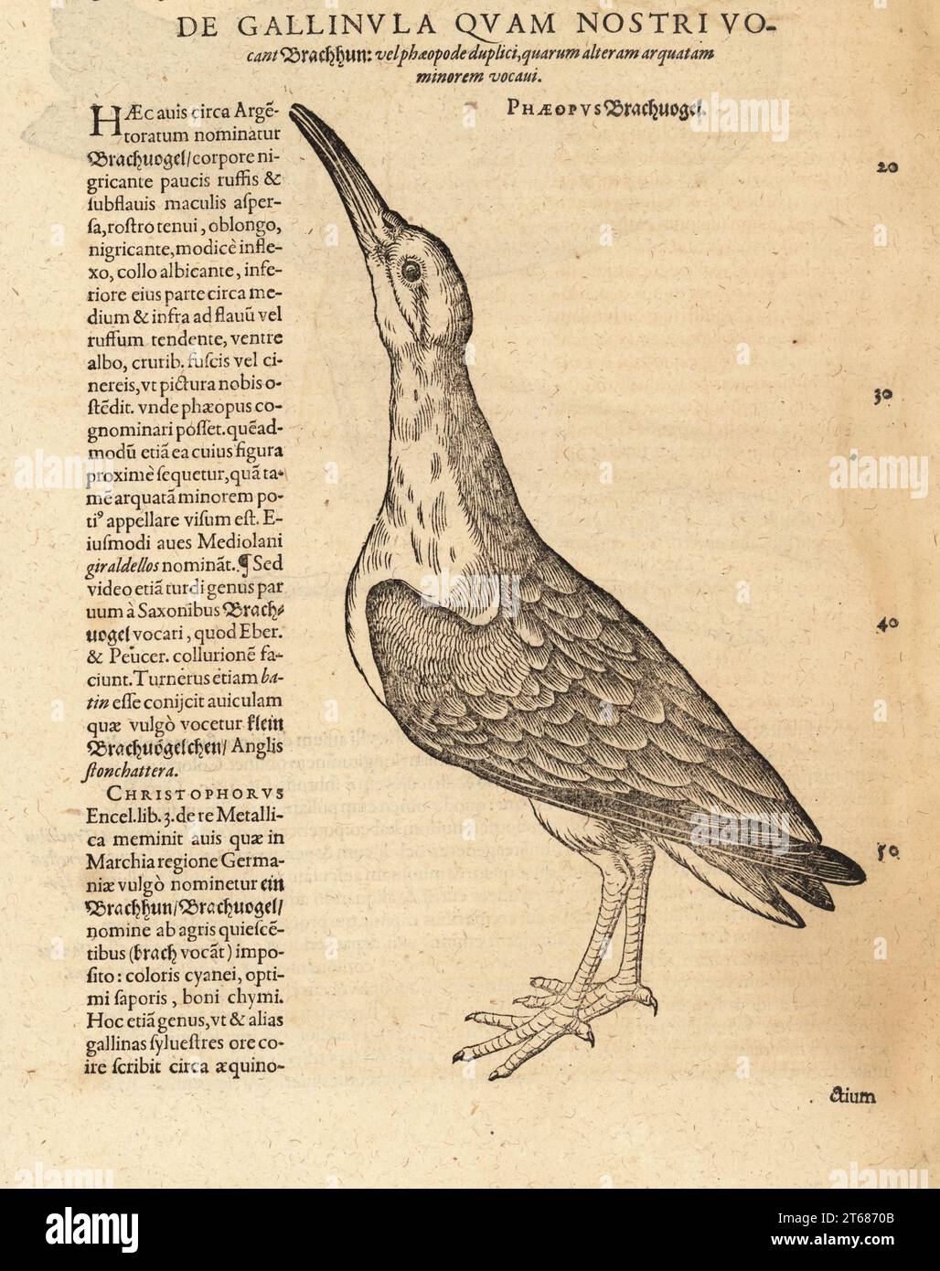 Brachhun hi-res stock photography and images - Alamy