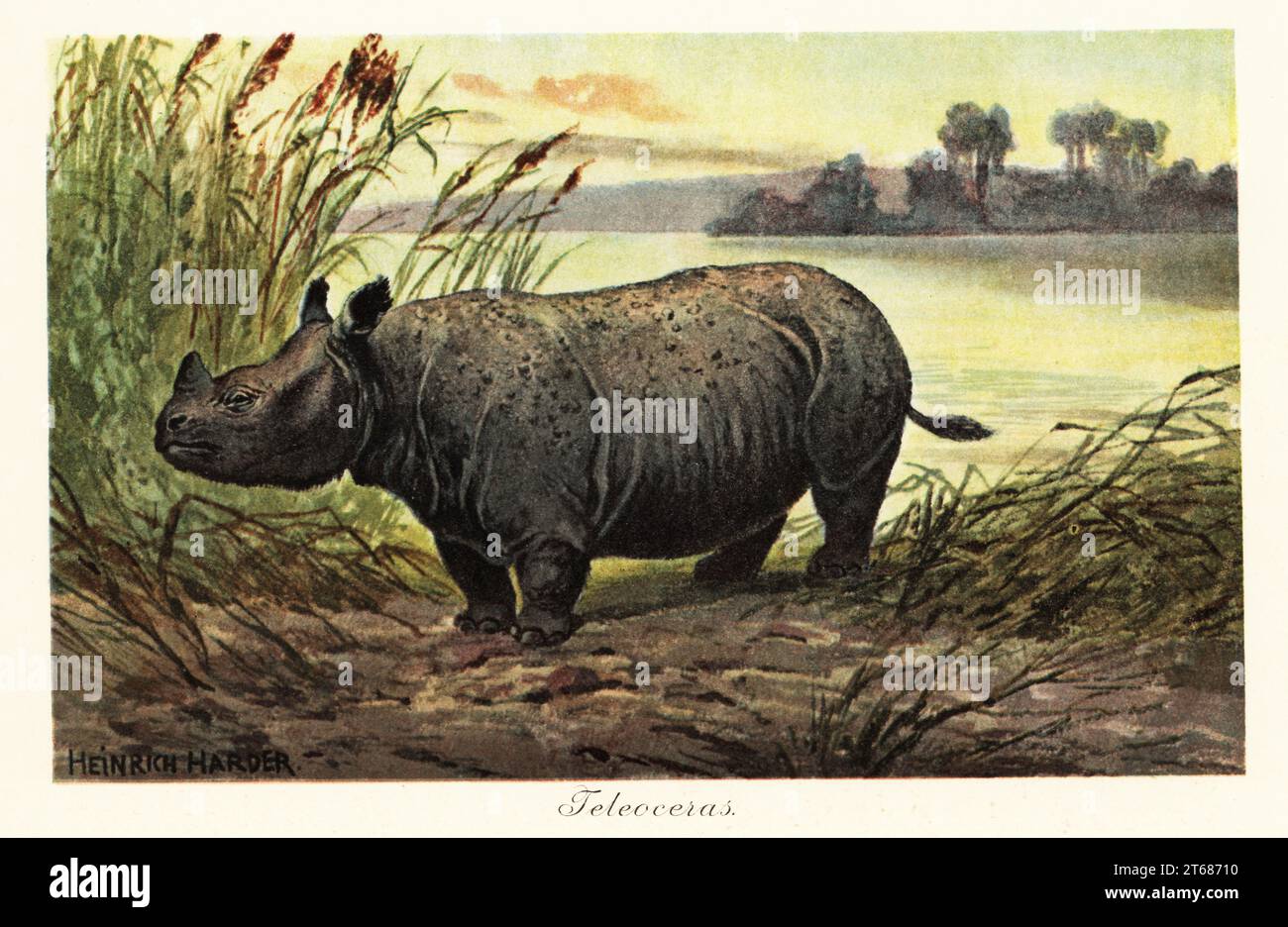 Teleoceras fossiger hi-res stock photography and images - Alamy