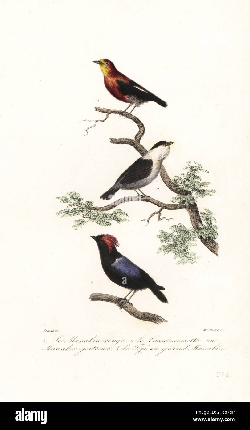 Le tije ou grand manakin hi-res stock photography and images - Alamy