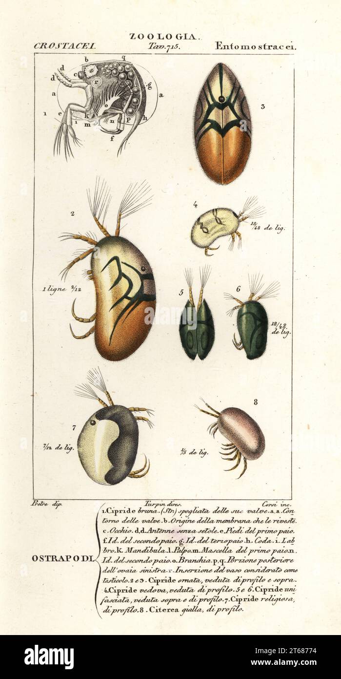 Cypris ornata hi-res stock photography and images - Alamy