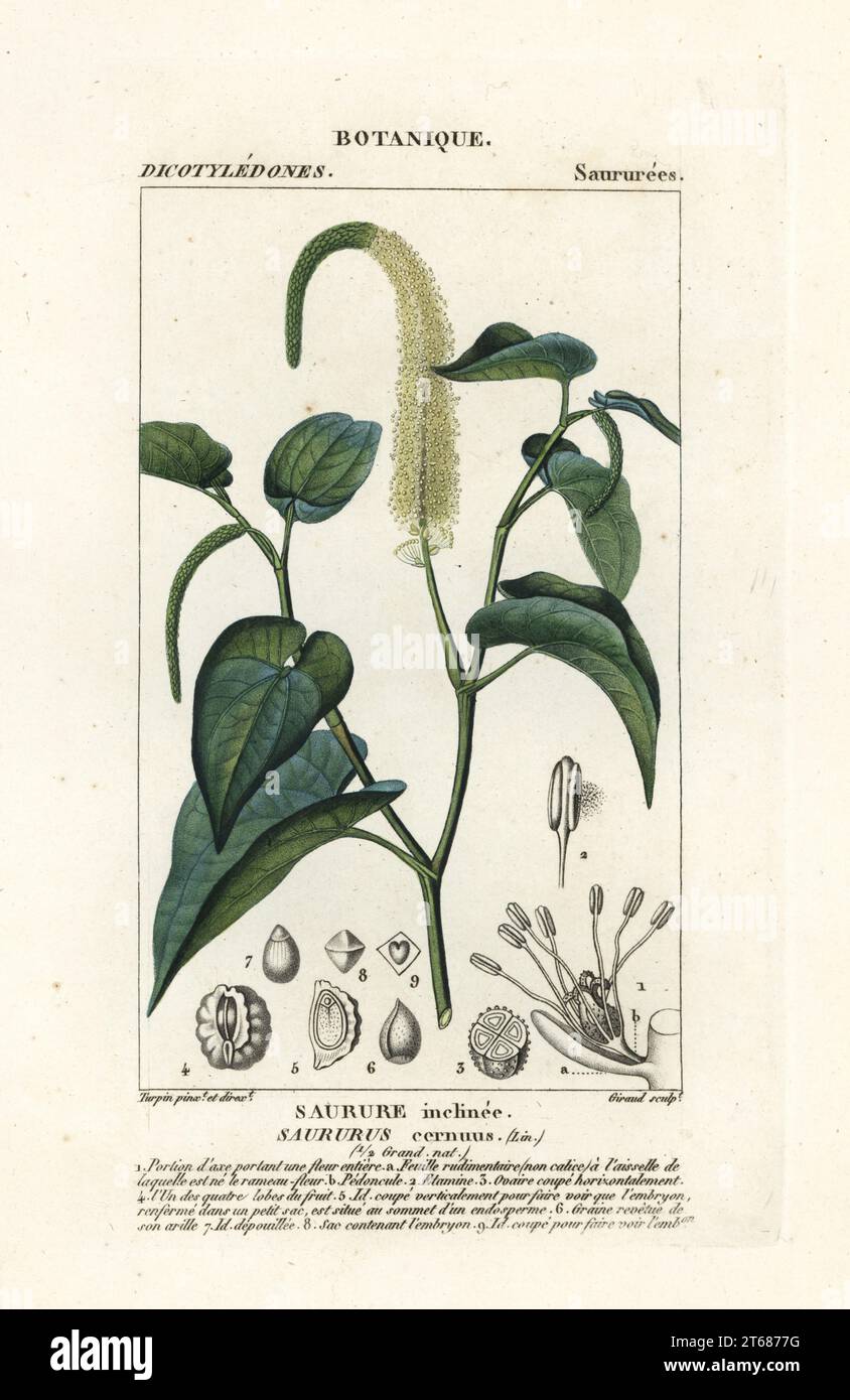 Lizard's tail, water-dragon, dragon's tail, swamp root, Saururus ...