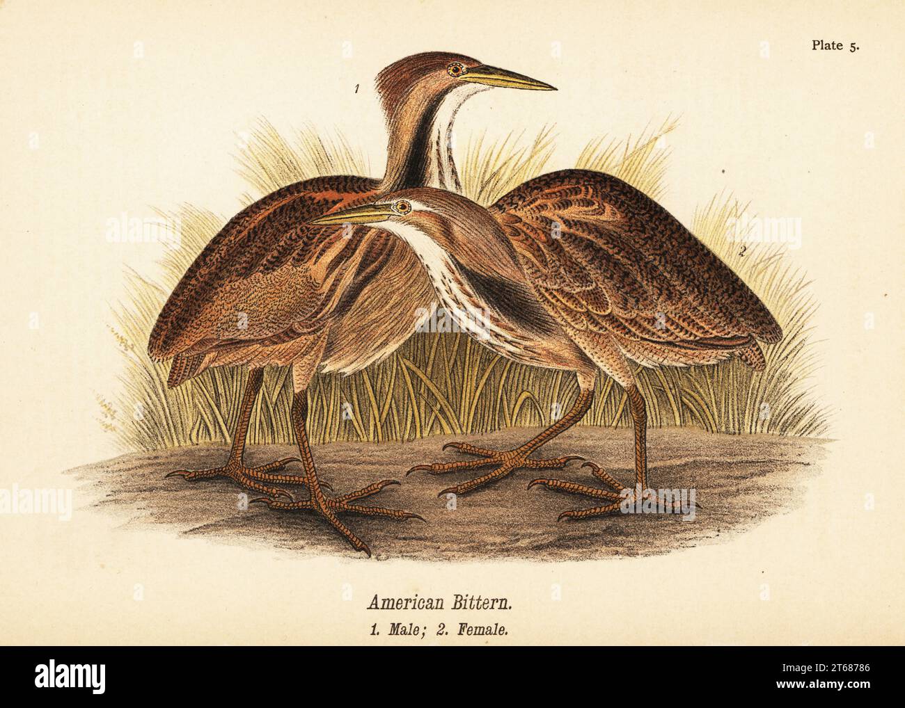 American bittern, Botaurus lentiginosus, male 1, female 2 ...