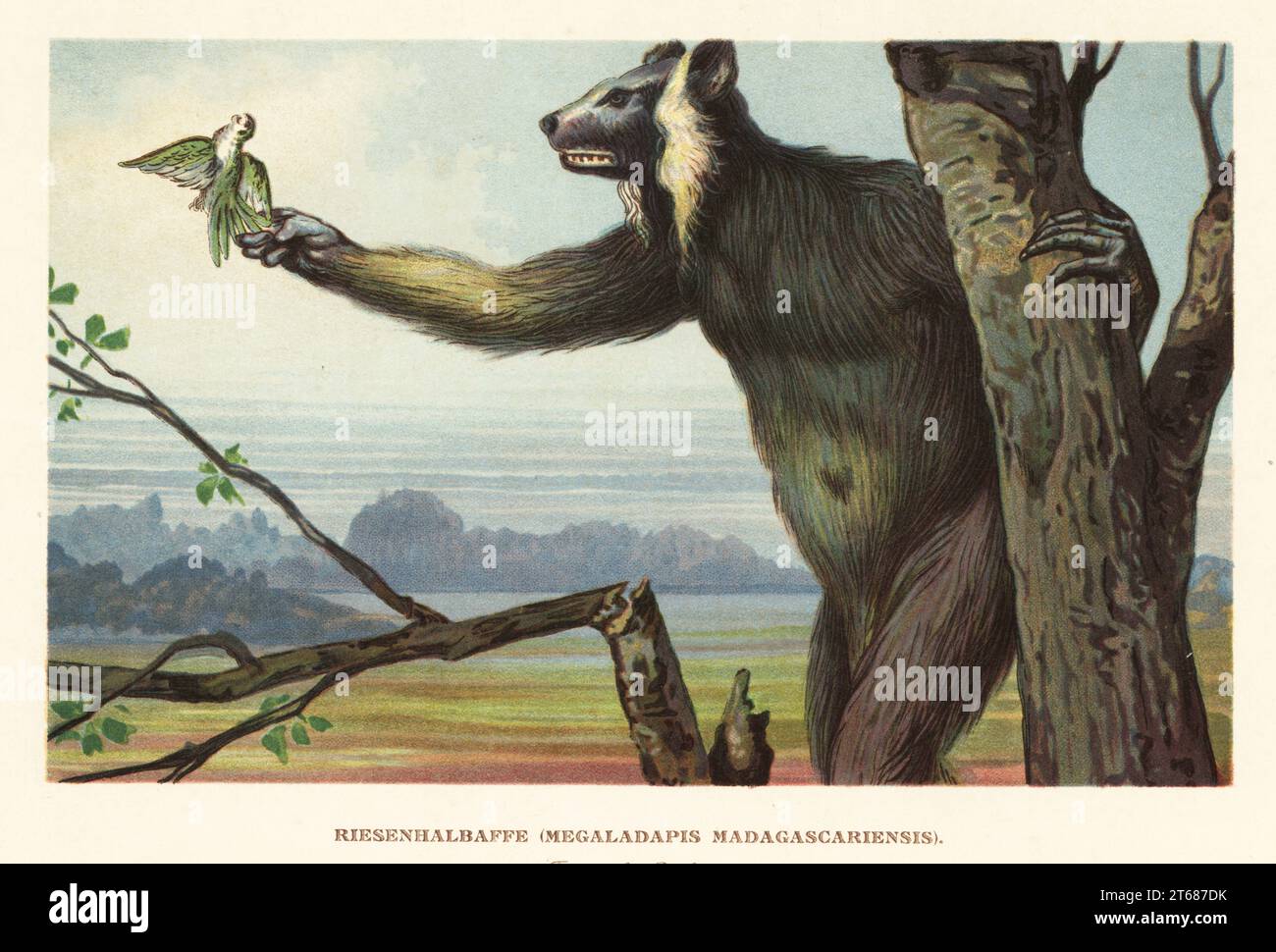 Extinct giant lemur or koala lemur of Madagascar, Megaladapis ...