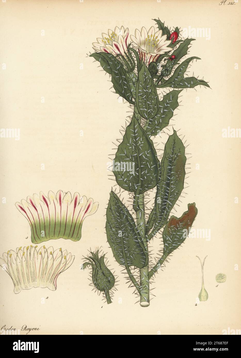 Honey bush or white nectarcup, Codon royenii. Prickly codon, Codon ...