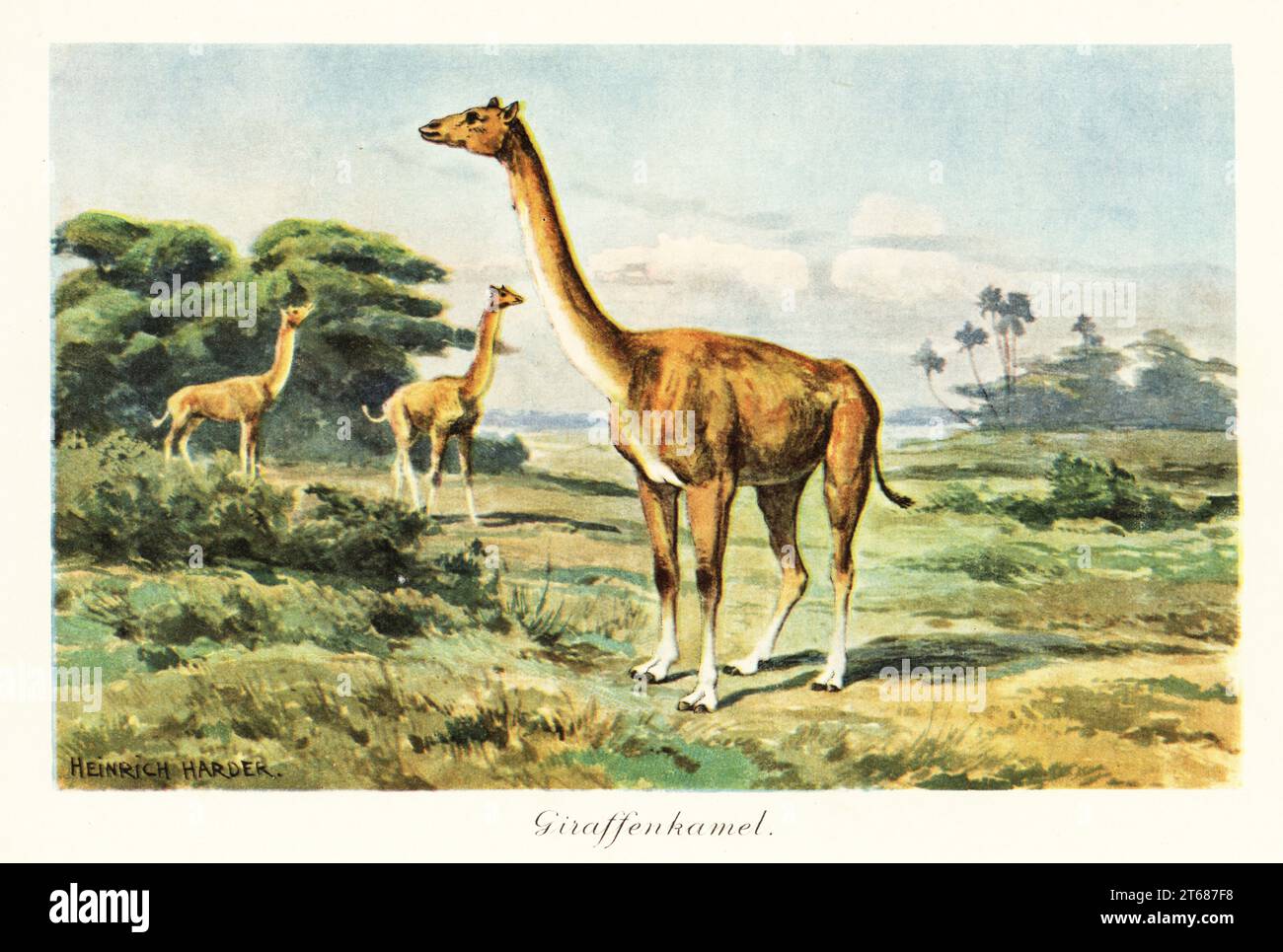 Aepycamelus, the long-necked camel, extinct genus of camelids, Miocene ...