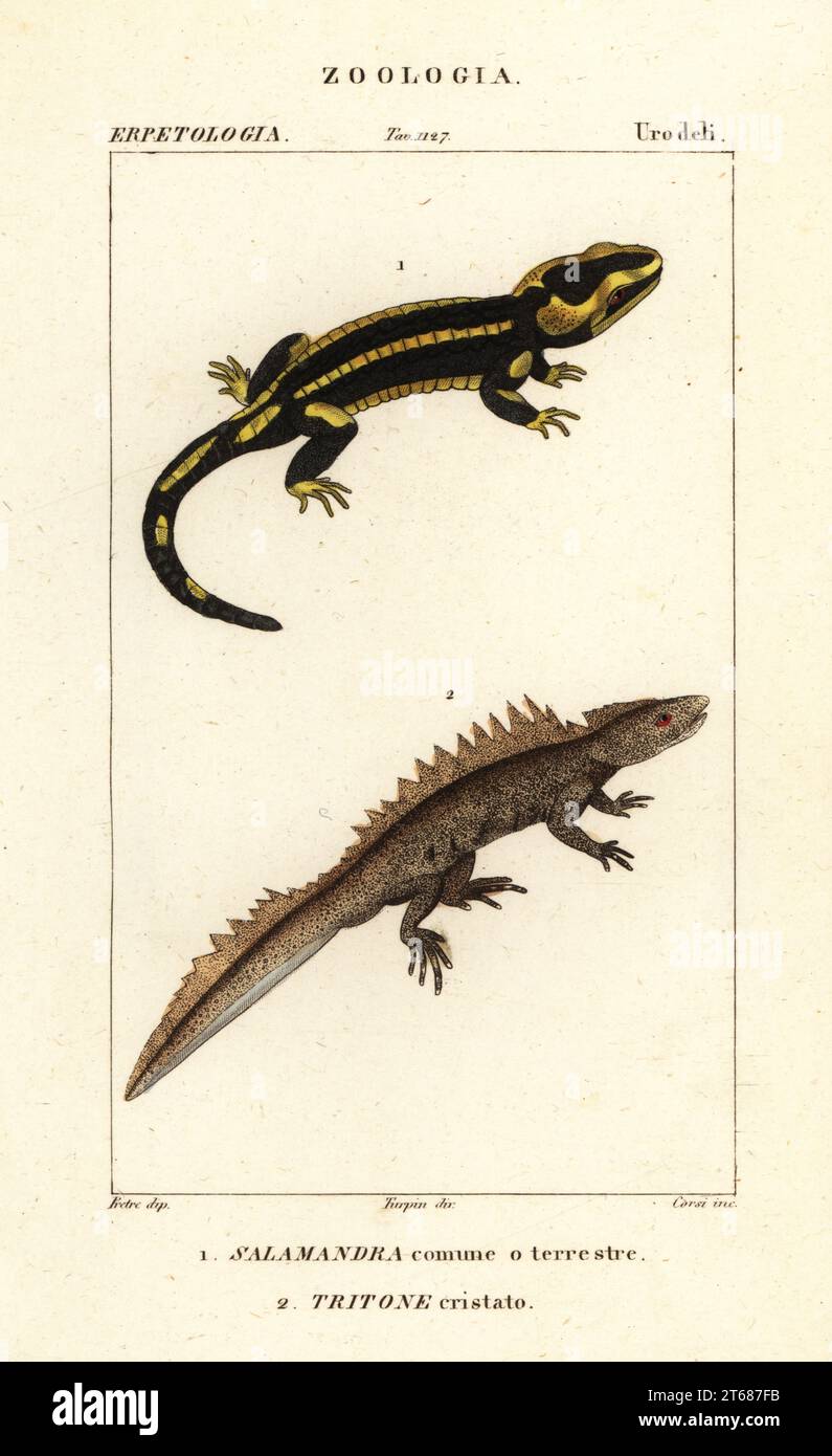 Fire salamander, Salamandra salamandra 1, and great crested newt ...