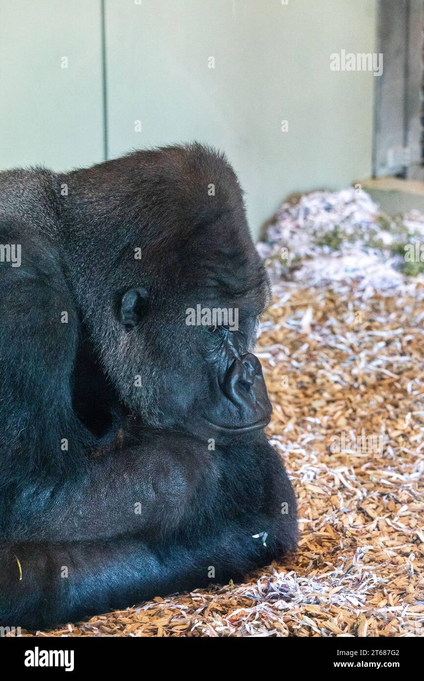 Gorillas are herbivorous, predominantly ground-dwelling great apes that ...