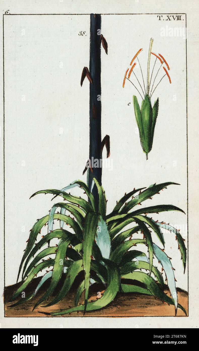 Century plant, maguey, American aloe, Agave americana. Handcolored ...