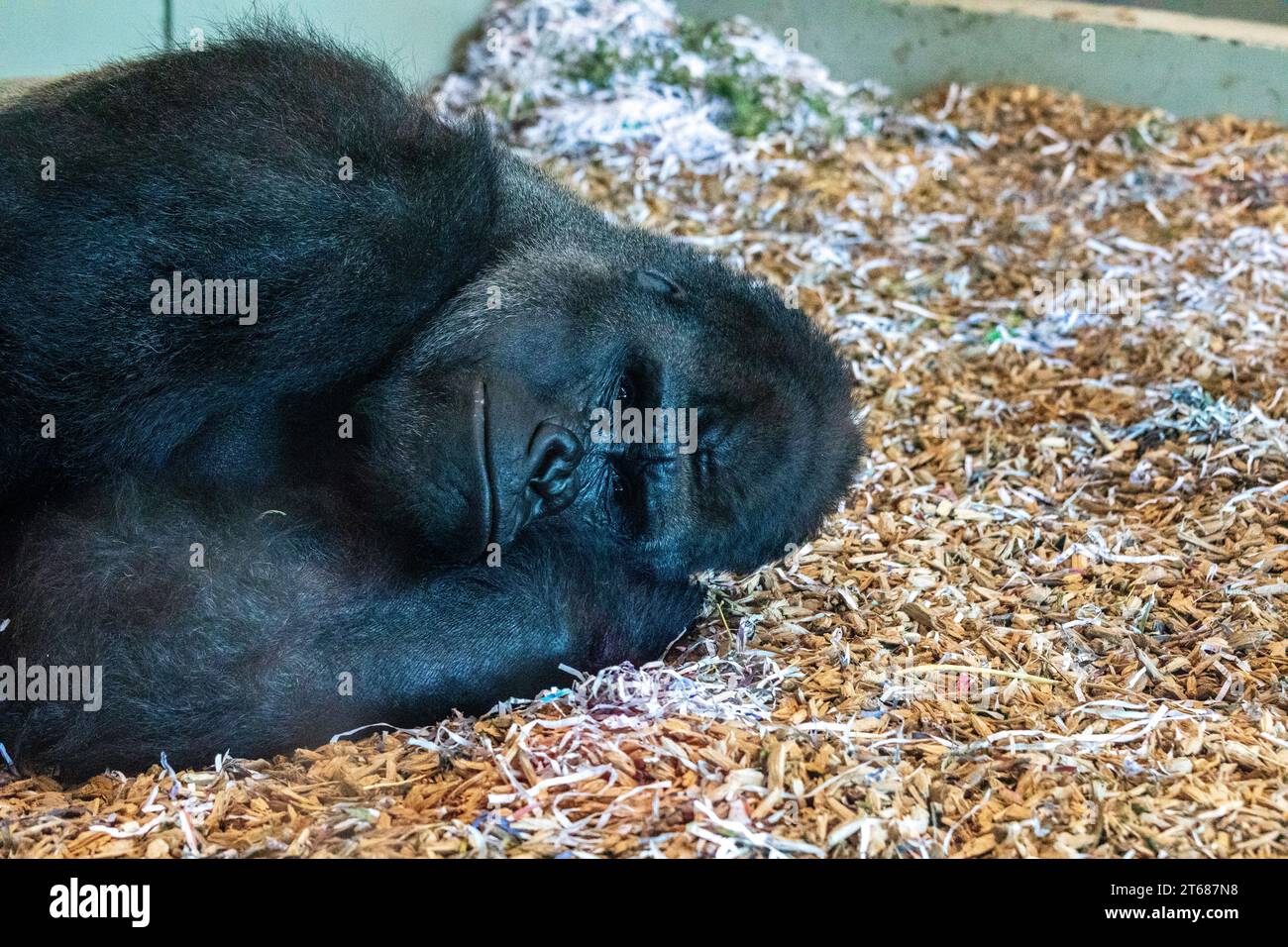 Gorillas are herbivorous, predominantly ground-dwelling great apes that ...