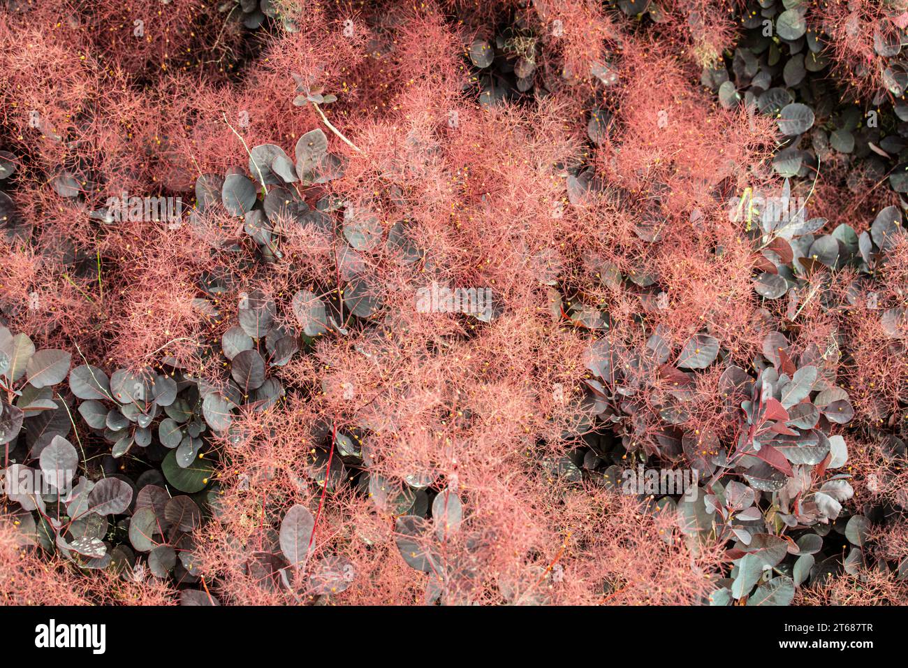 Cotinus coggygria, syn. Rhus cotinus, the European smoketree. Eurasian ...