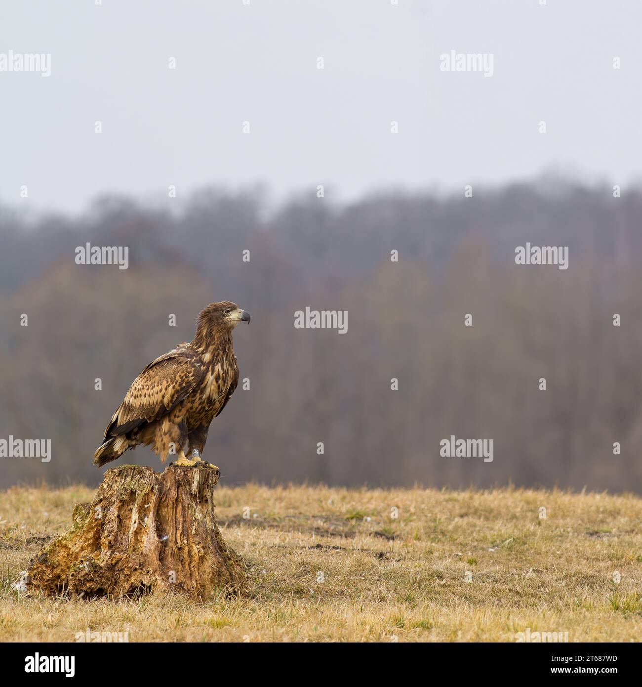 A white-tailed sea eagle with a leg ring perched on a tree stump Stock ...