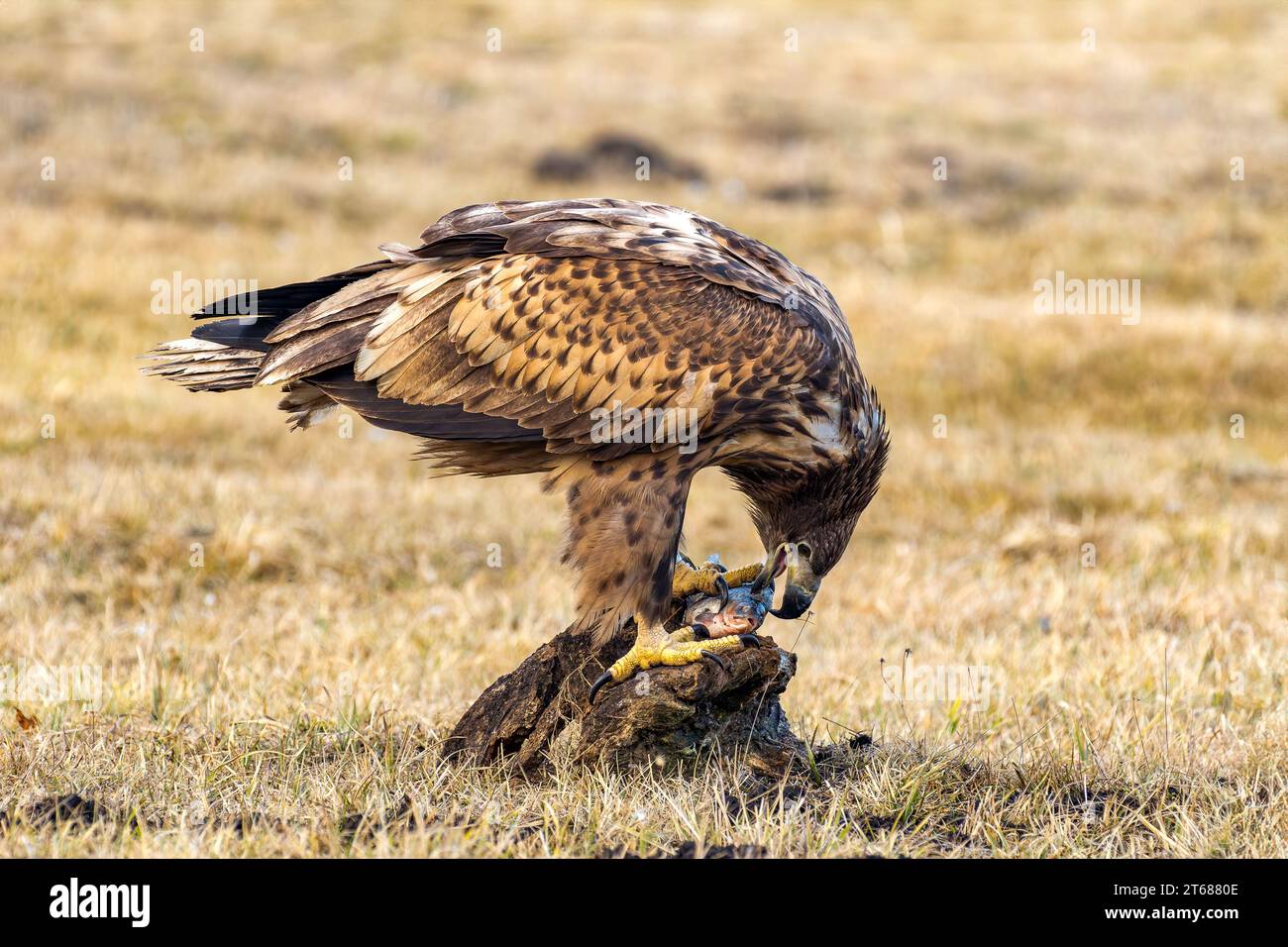 A white-tailed eagle ripping a freshly caught fish apart Stock Photo ...