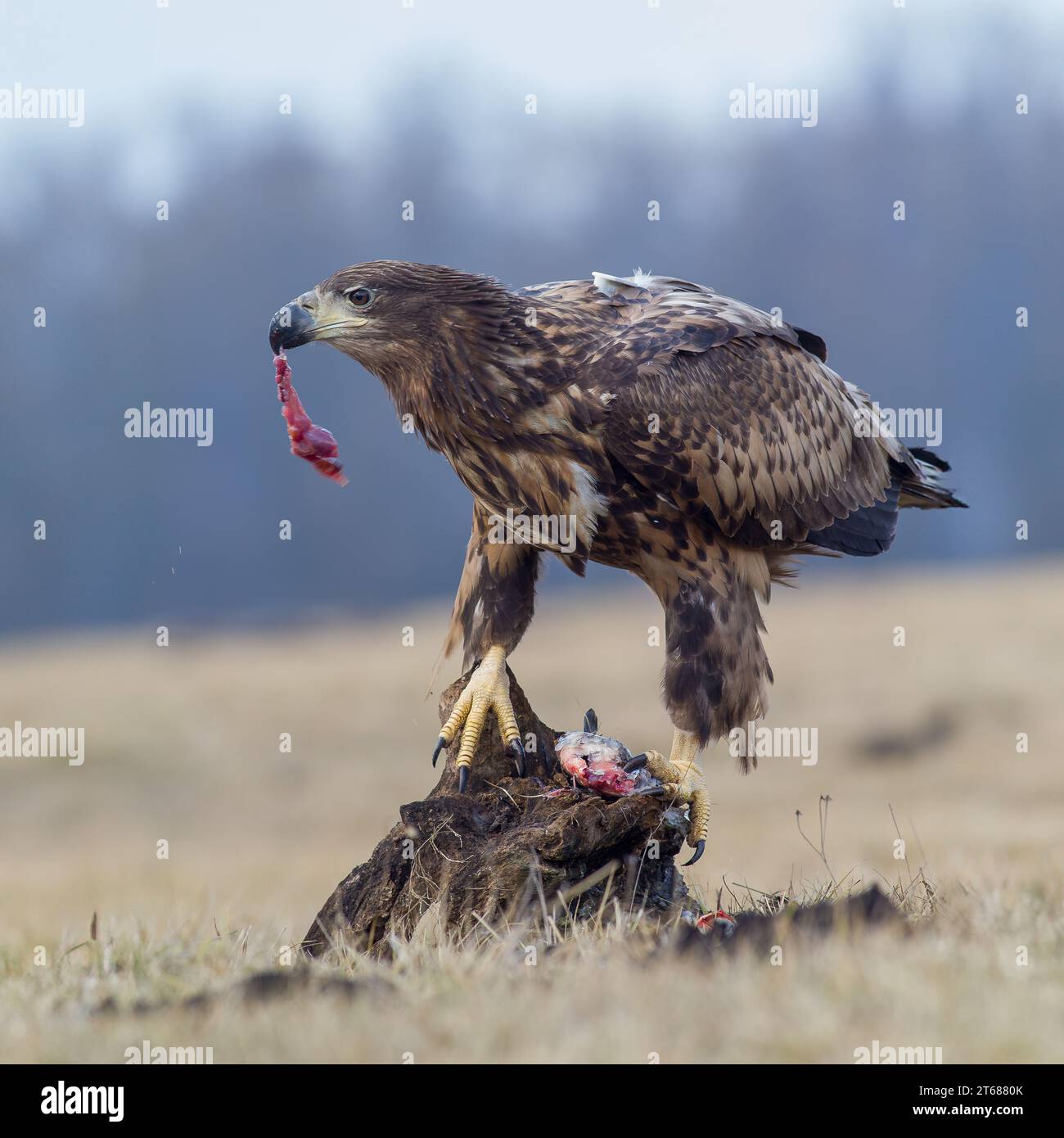 Claws ripping hi-res stock photography and images - Alamy