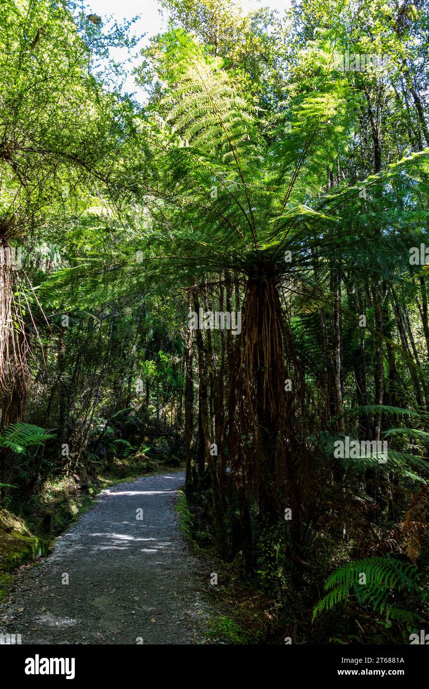 Tree ferns on walk to Lake Madison, New Zealand. The tree ferns are ...