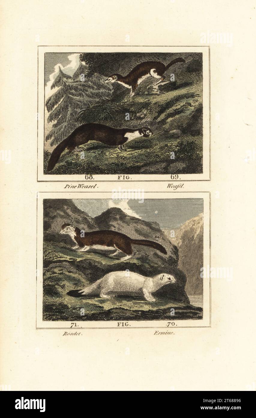 Eurasian ermine hi-res stock photography and images - Alamy